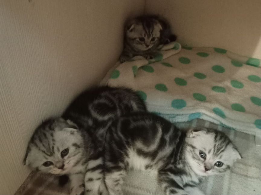 Шотландские вислоухие мраморные котята
