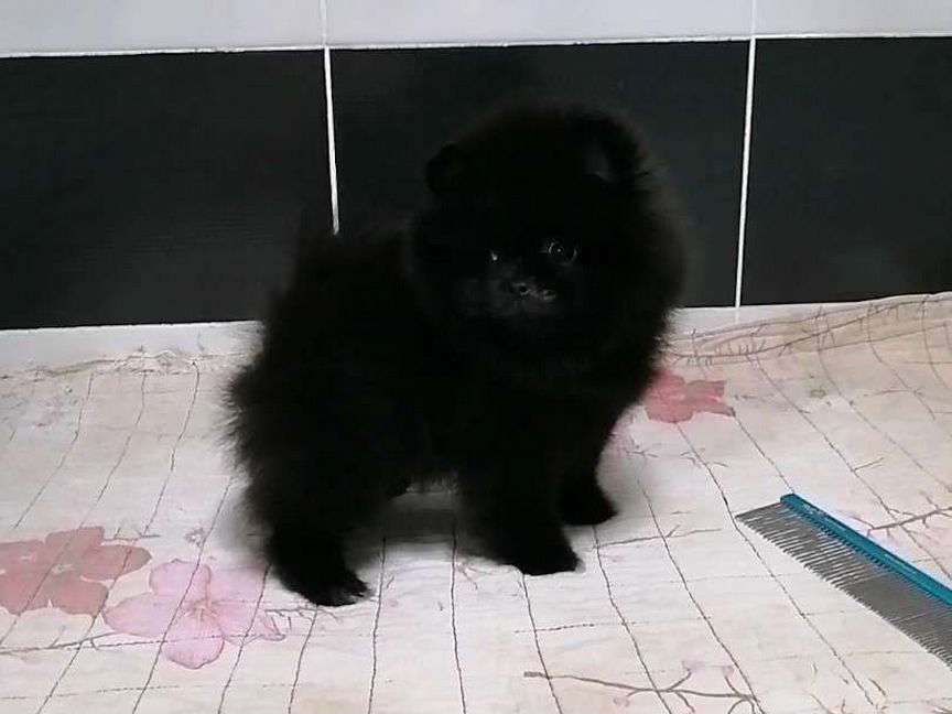 Мини девочка 3 месяца