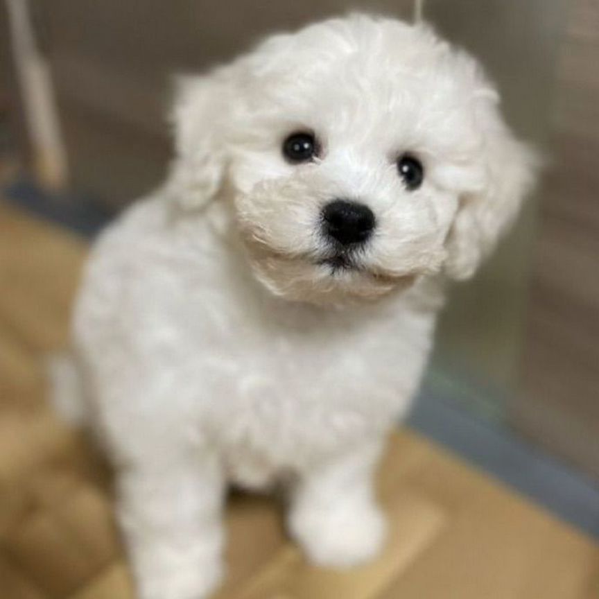 Бишон фризе, щенок