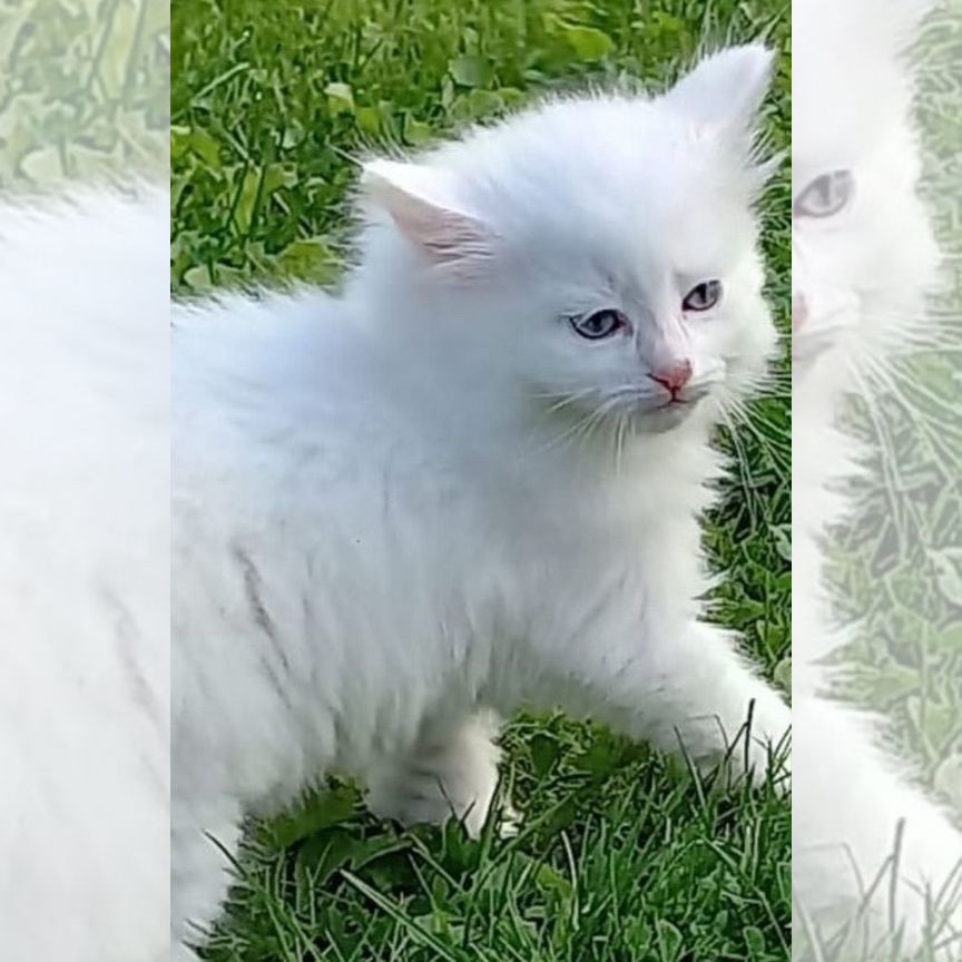 Котята в добрые руки) бесплатно