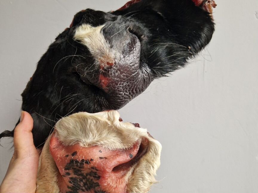 Лакомства для собак