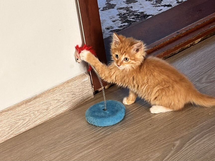 Котенок