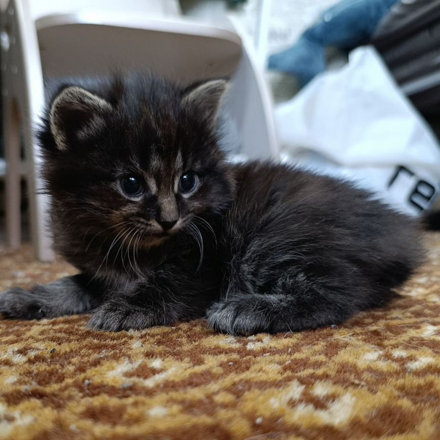 Курильский бобтейл длинношёрстный котёнок