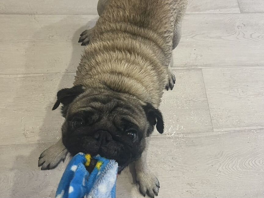 Мопсы продажа