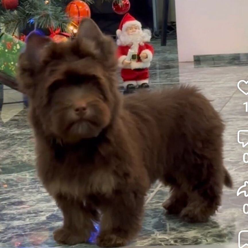 Йоркширский терьер, щенок