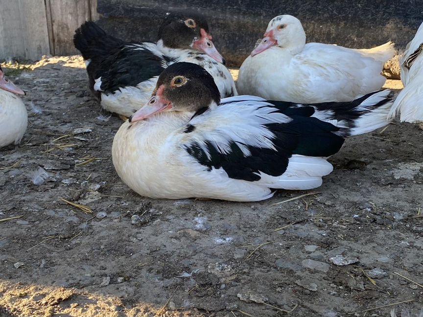 Продаю молодых индоуток