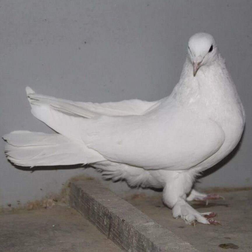 Голуби турецкая такла