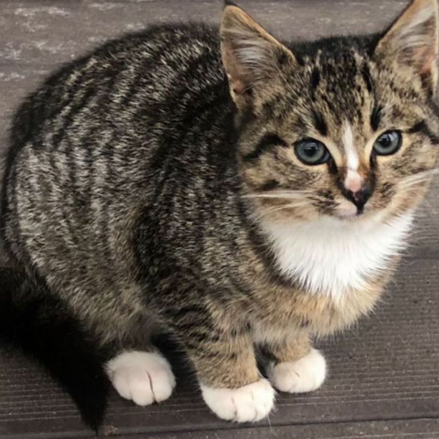 Котёнок в добрые руки