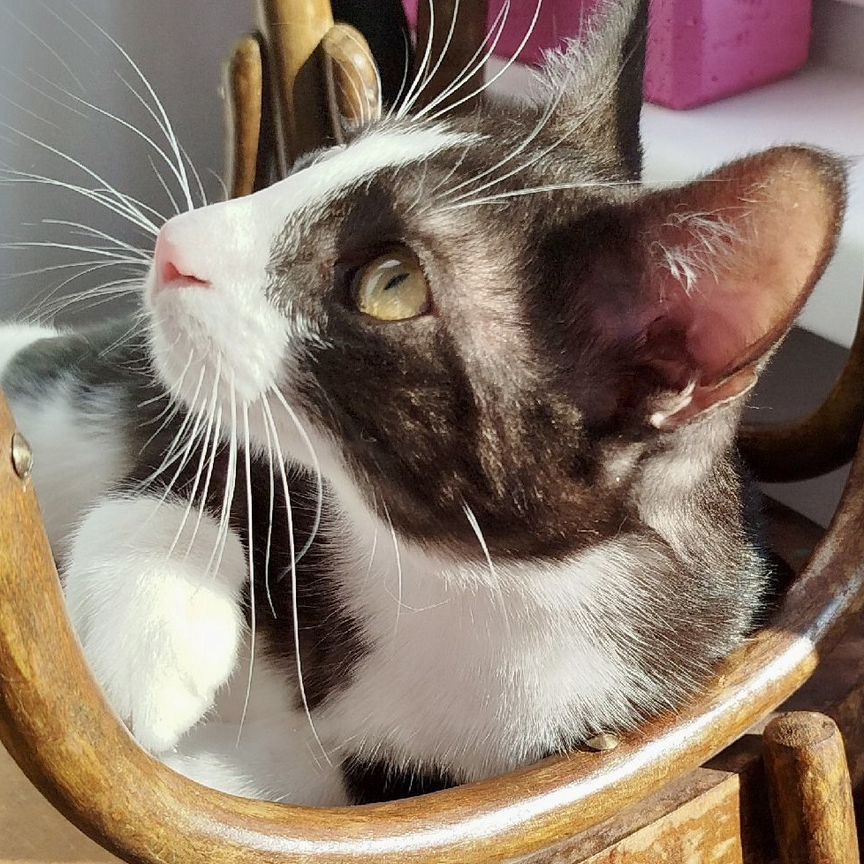 Котик обормотик