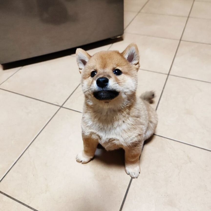 Сиба Ину которые не оставят вас равнодушным