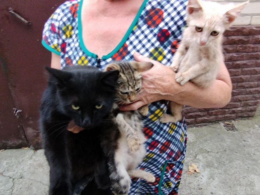 Котята в добрые руки бесплатно коты