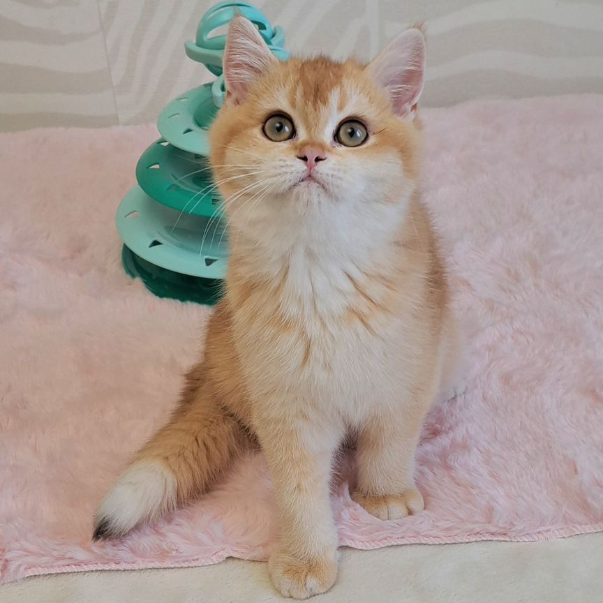 Шотландский прямоухий короткошёрстный котёнок