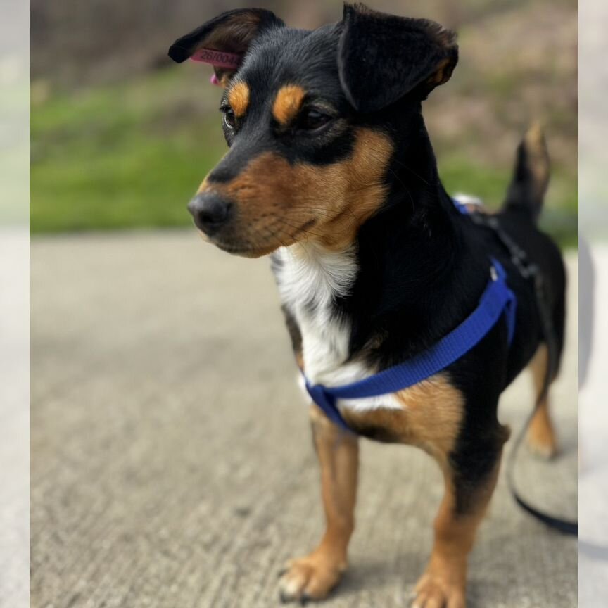 Русский той-терьер, взрослая собака