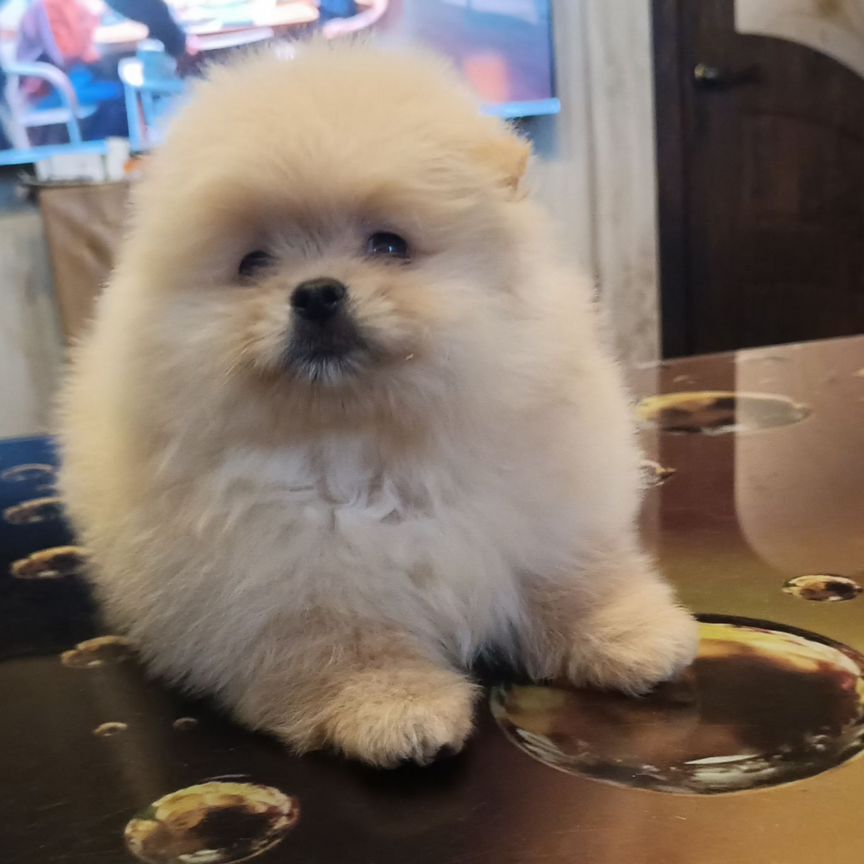 Шикарный померанский шпиц. Документы