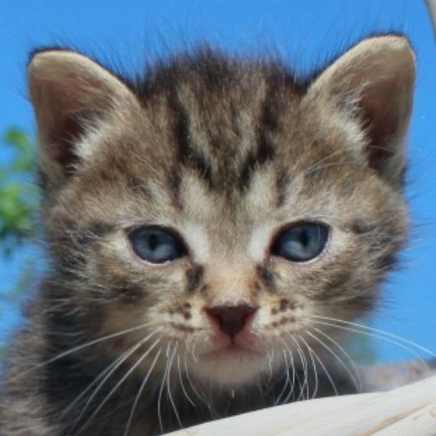 Котёнок в добрые руки