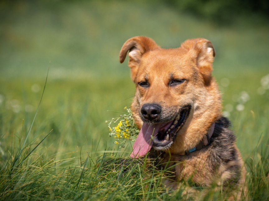 Собака Кира теряет надежду в приюте