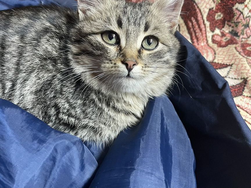 Котенок мальчик в добрые руки