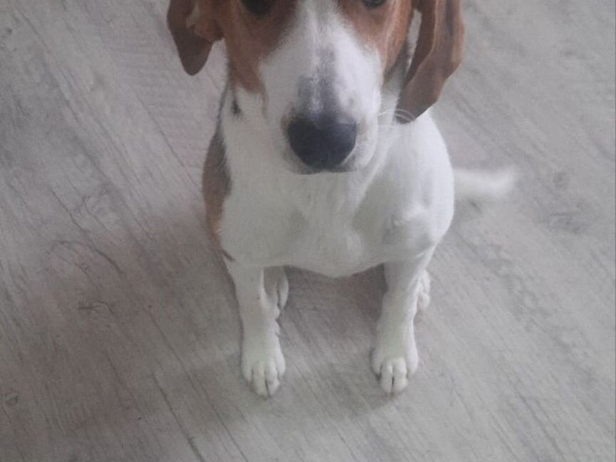 Продам эстонскую гончию