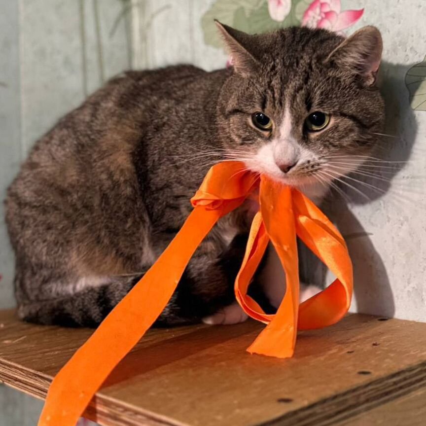 Взрослая кошка в добрые руки