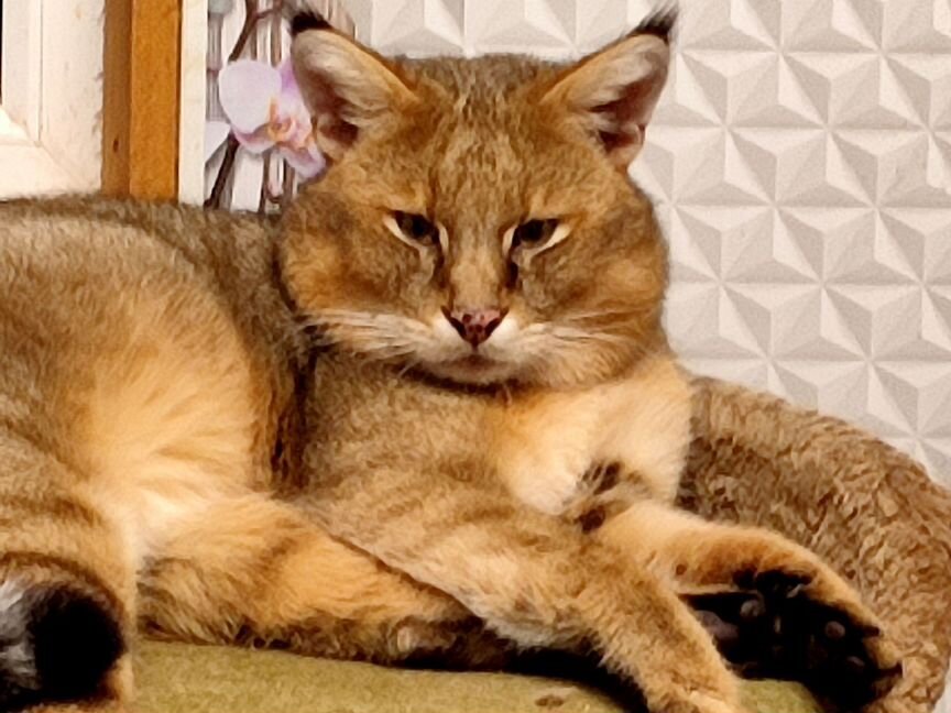 Чаузи Ф1 девочка (1 мес)