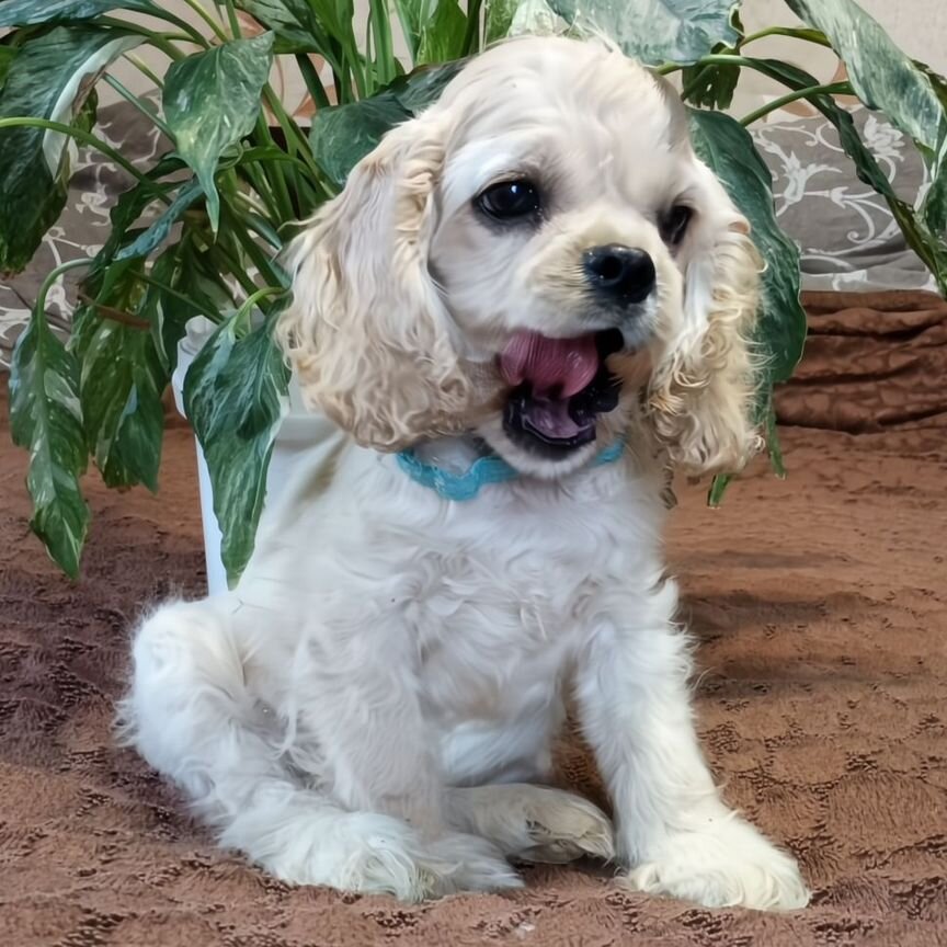 Американский кокер-спаниель, щенок