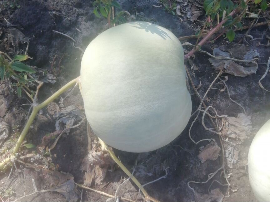 Тыква кормовая