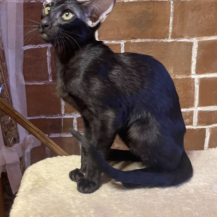 Ориентальный котёнок
