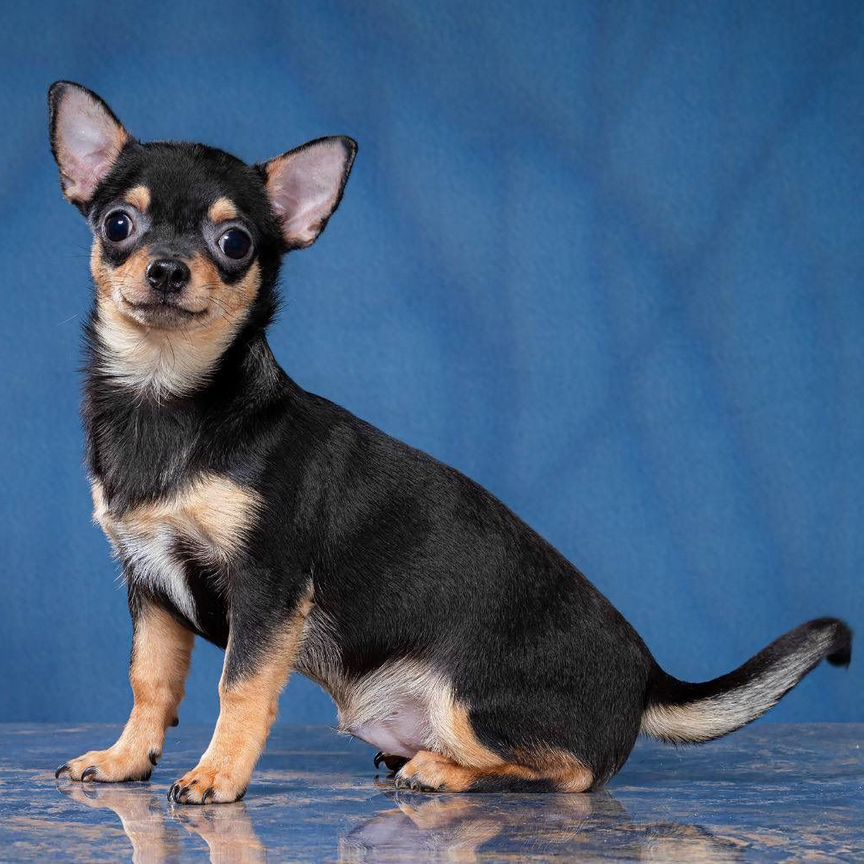 Чихуахуа мальчик