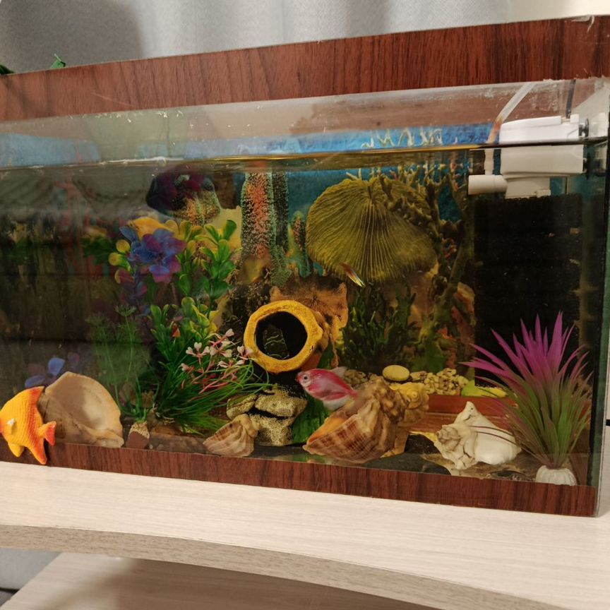 Аквариум бу с рыбками