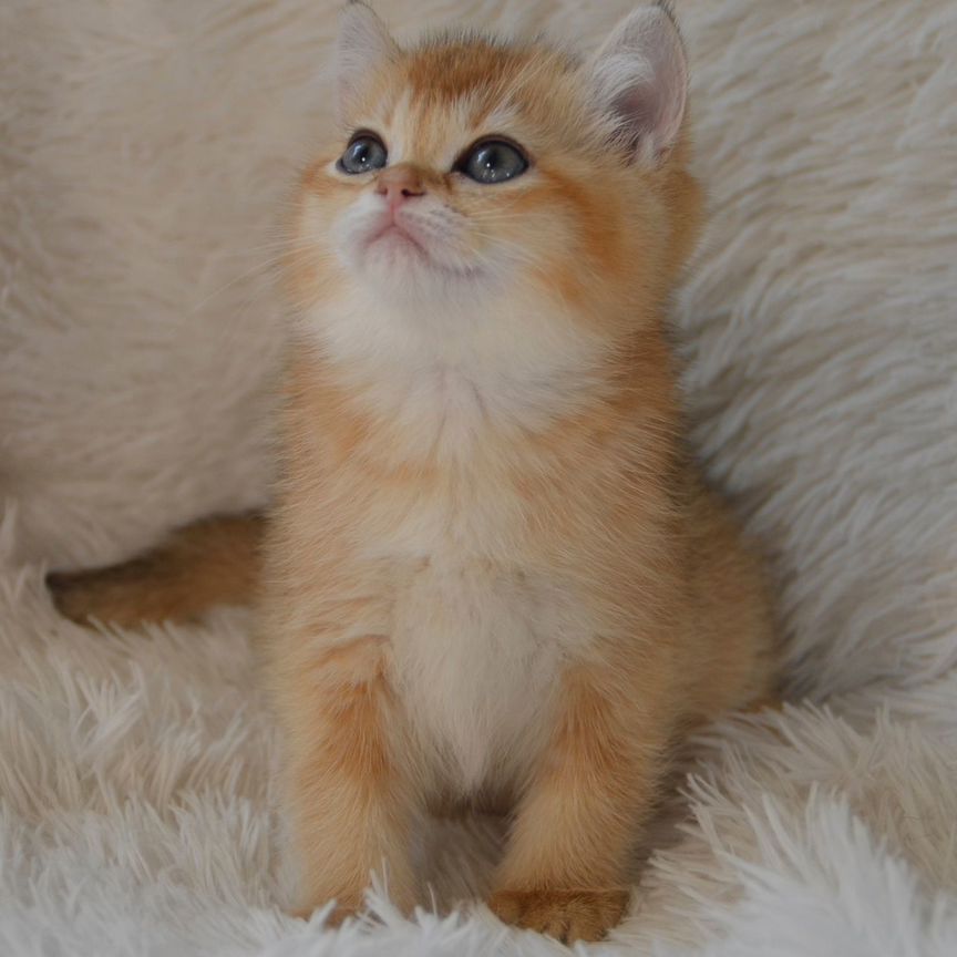 Шотландский прямоухий короткошёрстный котёнок