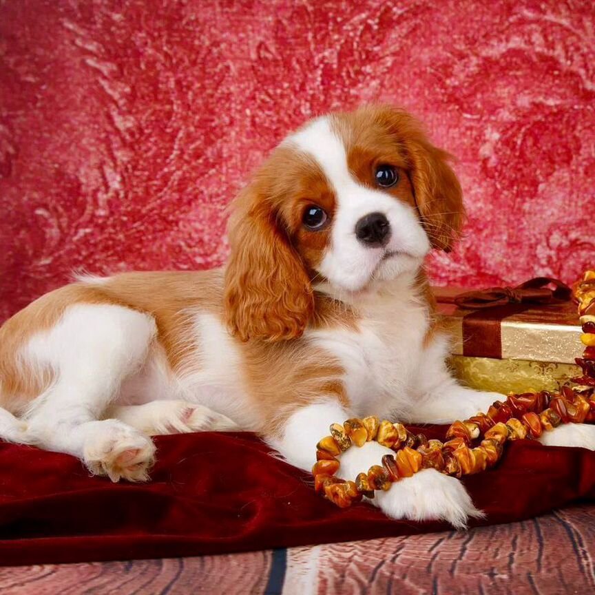 Обученные щенки кавалер кинг-чарлз спаниель