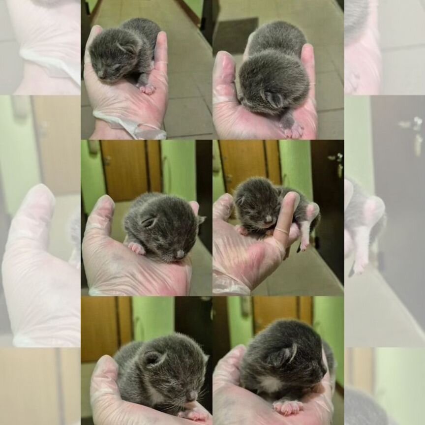 Котёнок в добрые руки