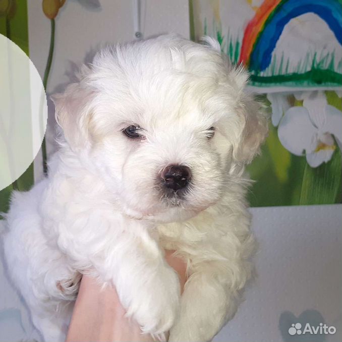 Мальтбишон