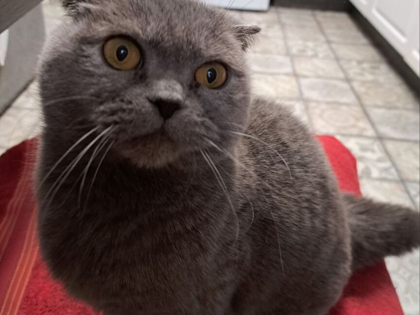 Шотландская вислоухая кошка бесплатно