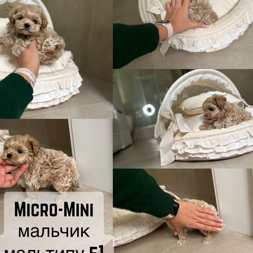 Мальтипу, щенок