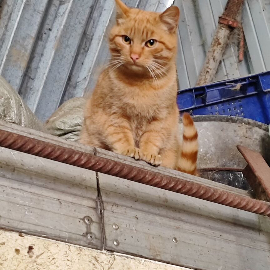 Отдам в хорошие руки рыжего кота