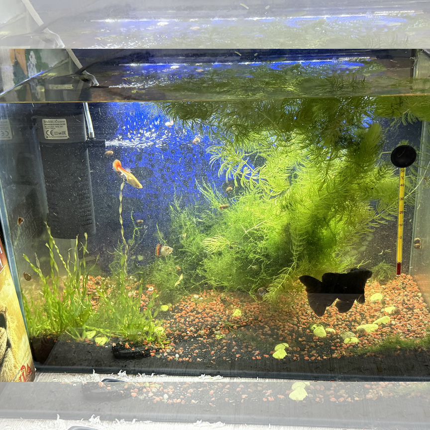 Аквариум с рыбками