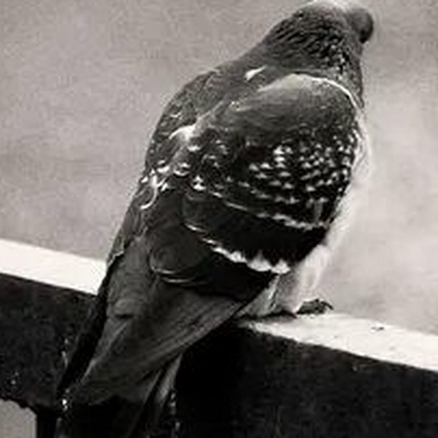 Помогите голубям