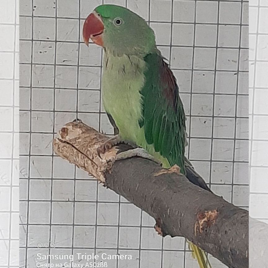 Александрийский попугай