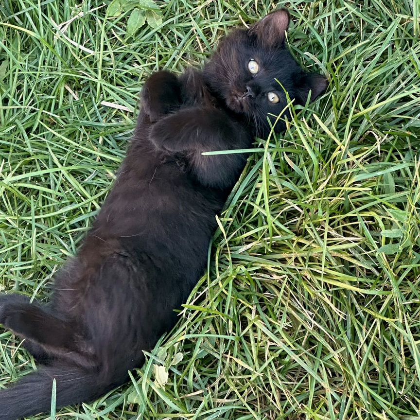 Коты и кошки бесплатно