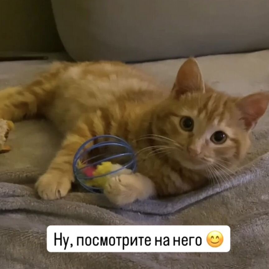 Рыжий котенок в добрые руки