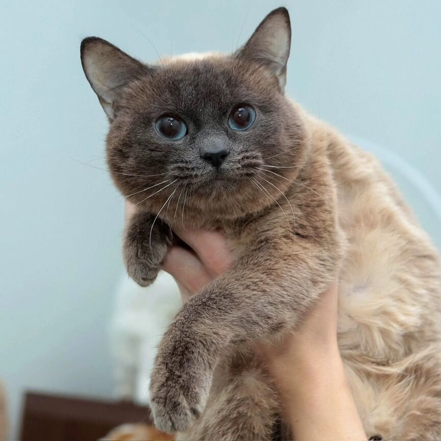 Голубоглазый красавчик Прохор