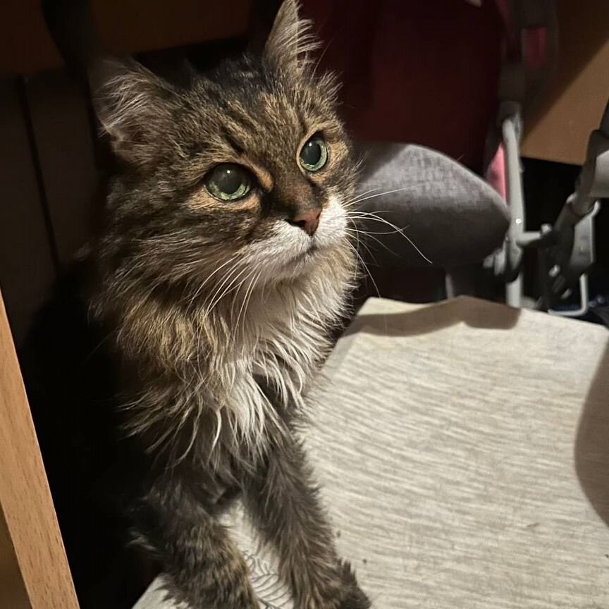 Кошечка в добрые руки