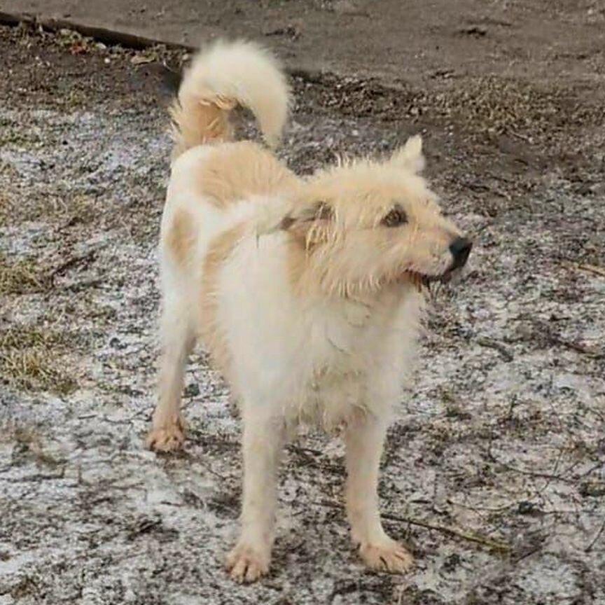 Взрослый пёс в добрые руки