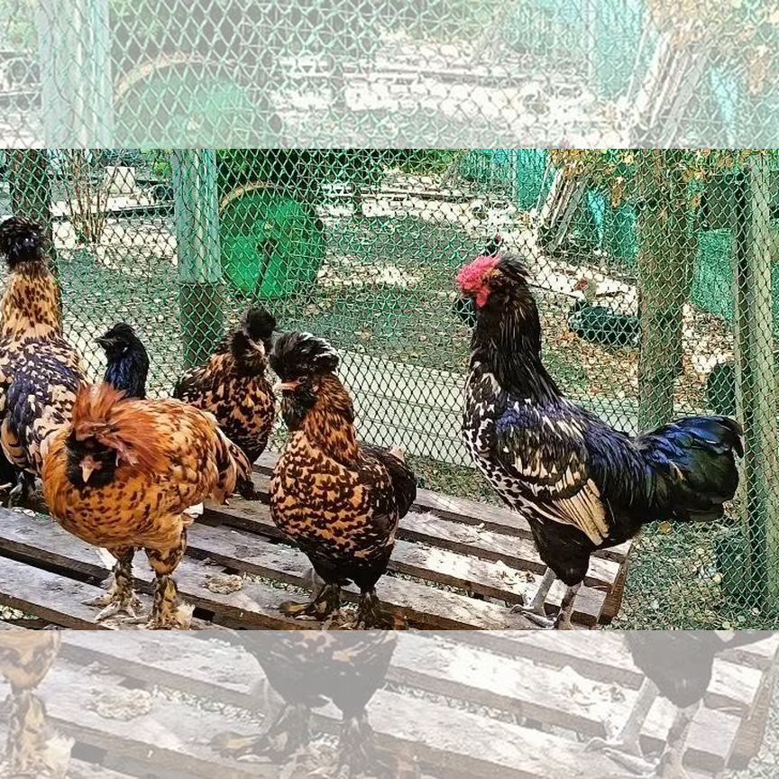 Петухи домашние