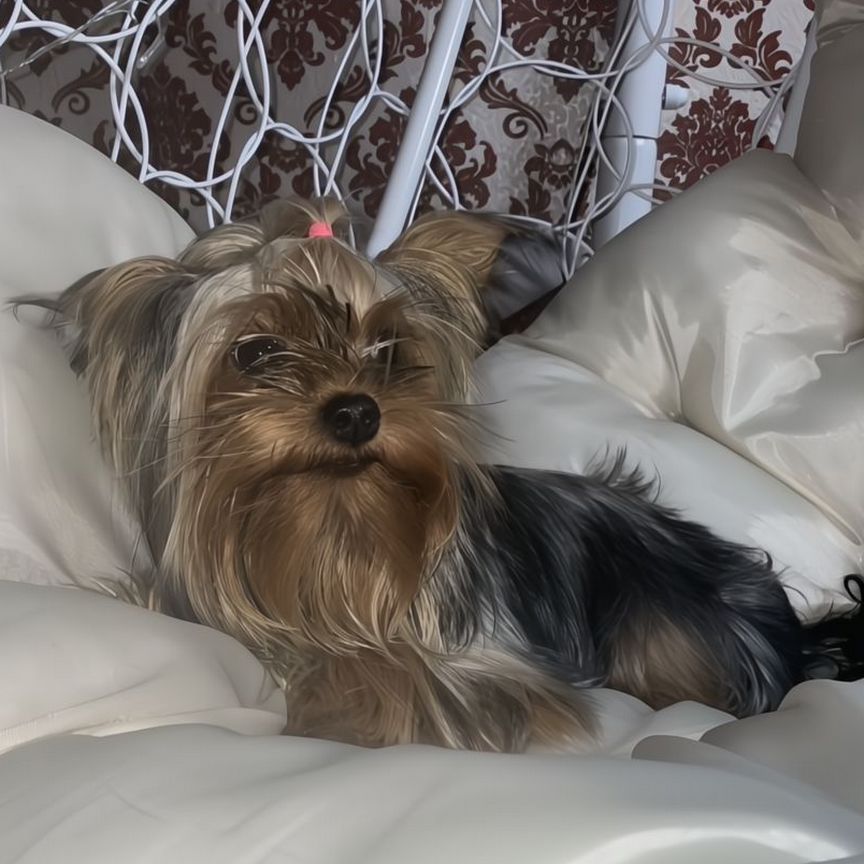 Йоркширский терьер, щенок