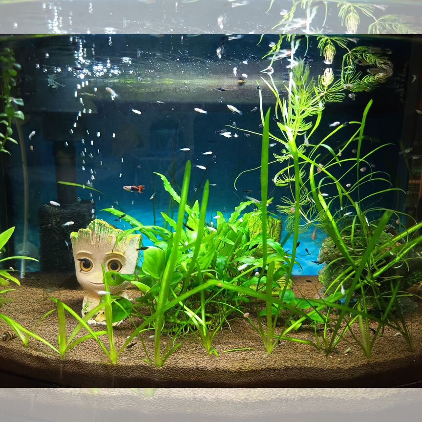 Аквариумные Рыбки - Моллинезии, Гуппи