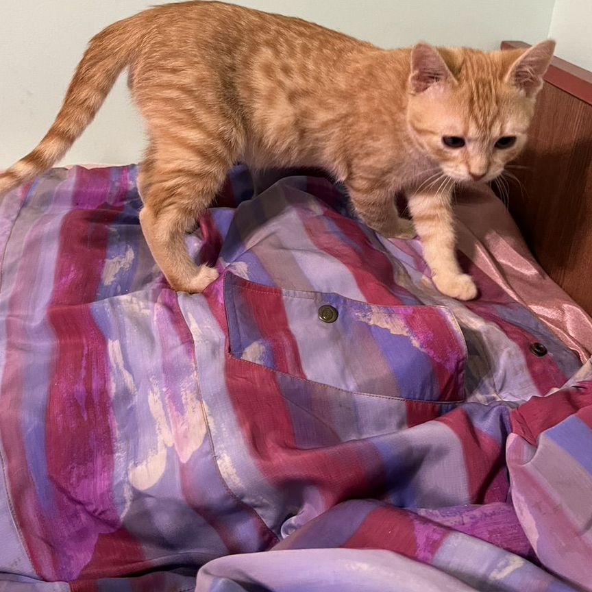 Котята мальчишки ищут дом