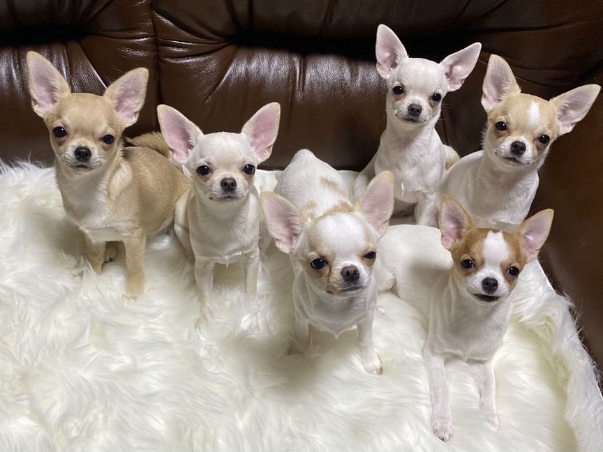 Щенки чихуахуа