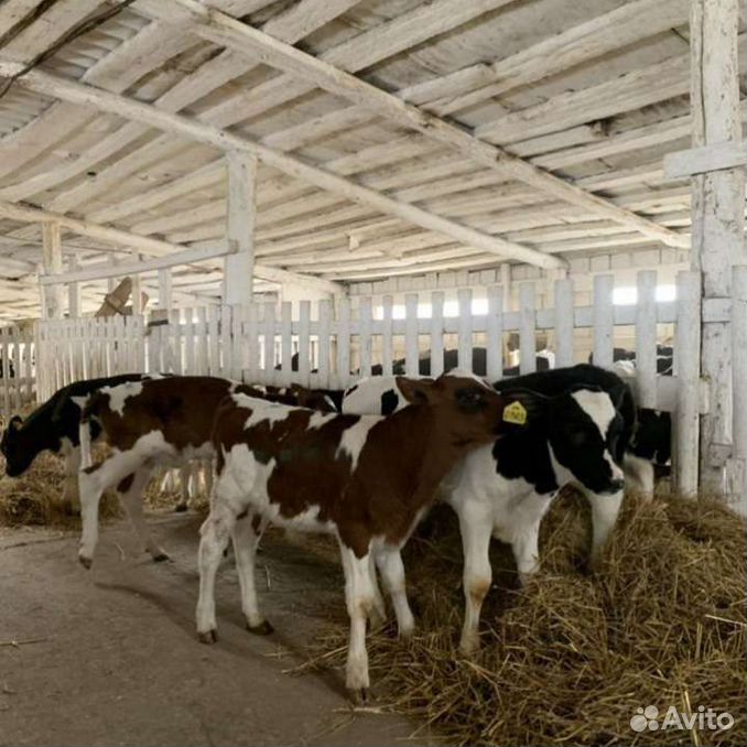 Продаем телята